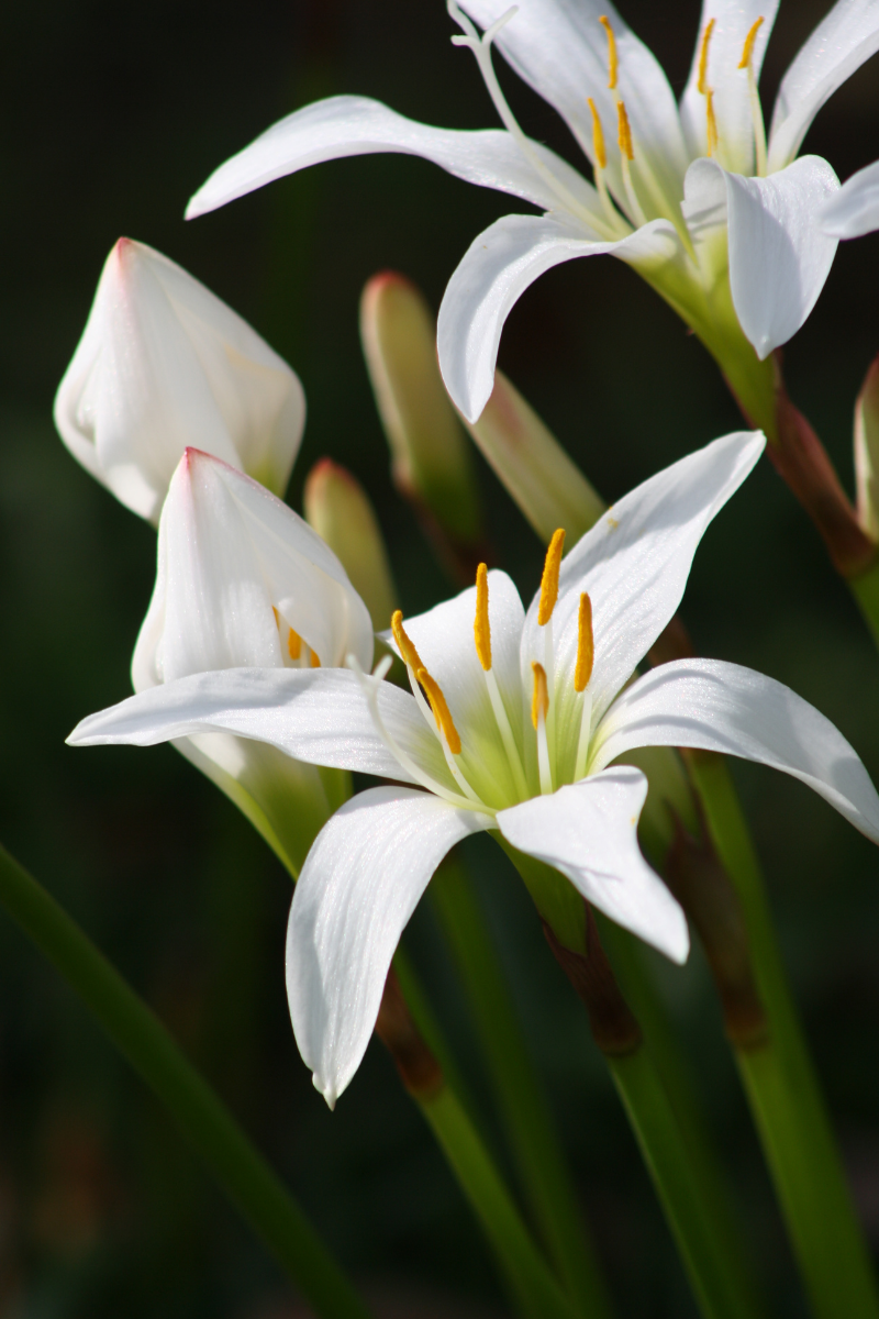 36 Easter Facts You May Not Know - Blog