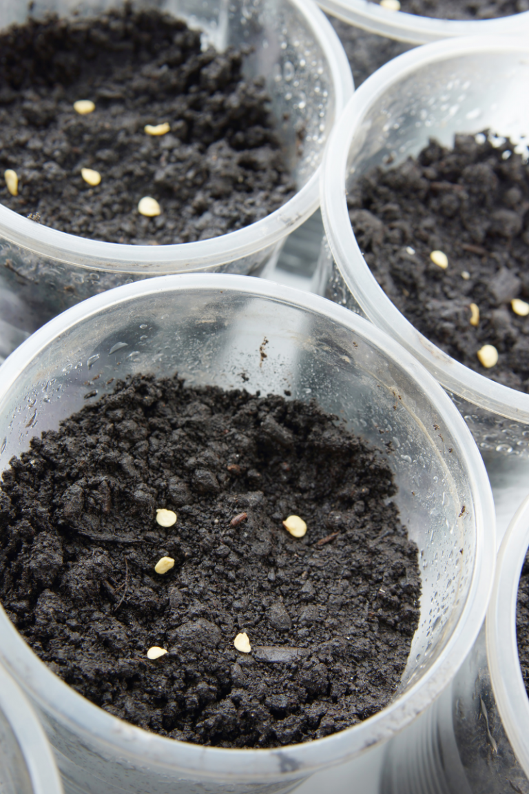 Spring Break for Free (or Close): 30 Ideas for Families - Blog